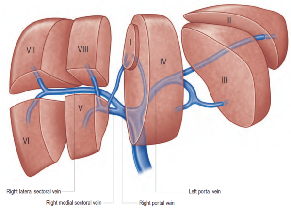 Элэг (Hepar) - ErdeMED
